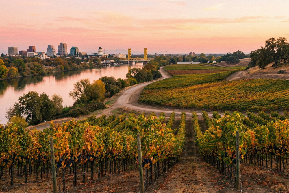 Discover the Best Winery Sacramento Has to Offer: A Tasting Guide